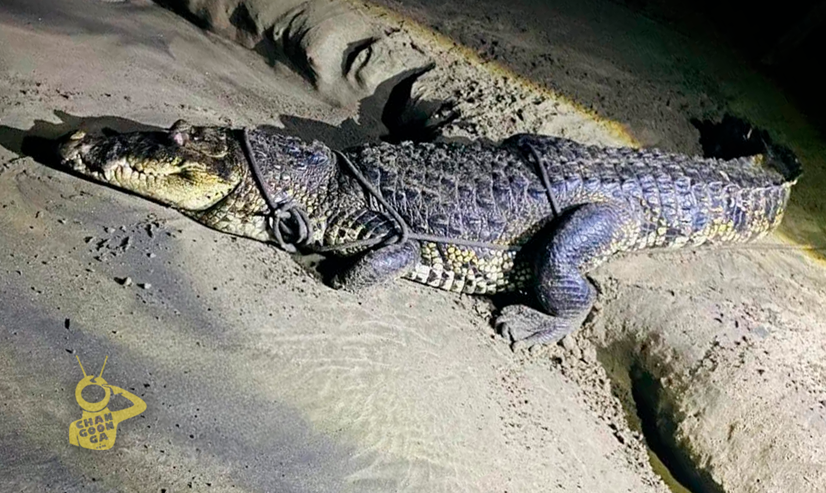 Capturan Enorme Cocodrilo De 4 Metros En Playa Azul, LZC, Michoacán ...